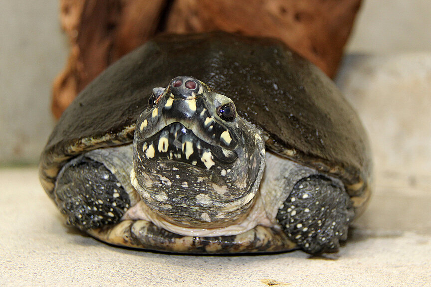 Spotted Pond Turtles: Meet them at Zoo Leipzig!