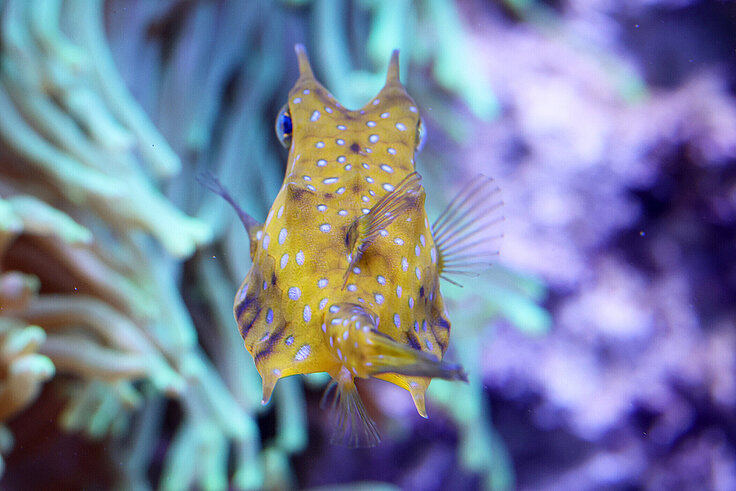 Kuhkofferfisch | Zoo Leipzig