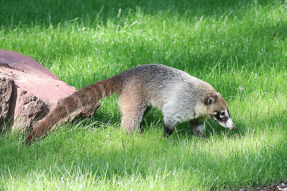 White Nosed Coatis Meet Them At Zoo Leipzig White Nosed Coatis Meet Them At Zoo Leipzig