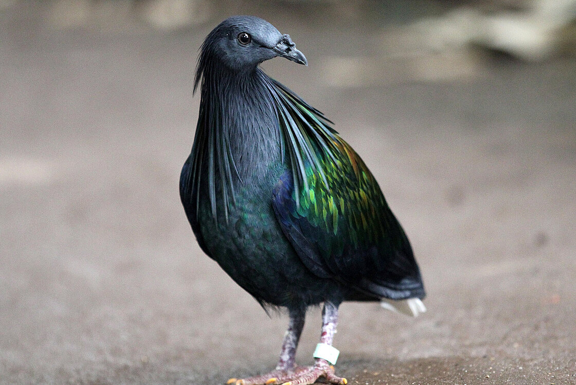 Nicobar Pigeons: Meet them at Zoo Leipzig!