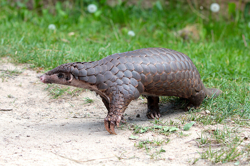 The Chinese pangolin is waiting for you at Zoo Leipzig!