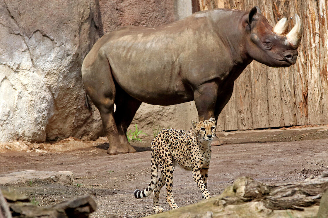 Southern Cheetahs: Meet them at Zoo Leipzig!