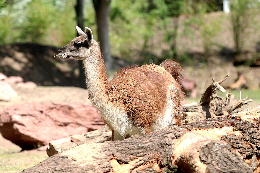 Guanako: Im Zoo Leipzig hautnah erleben