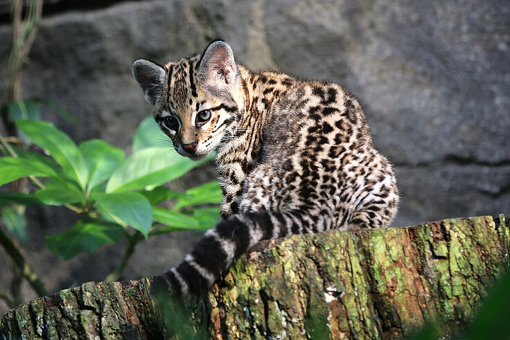 Ocelots: Meet them at Zoo Leipzig!