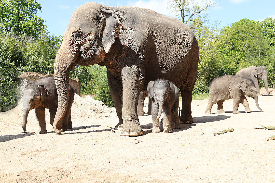 Jungtiere | Zoo Leipzig