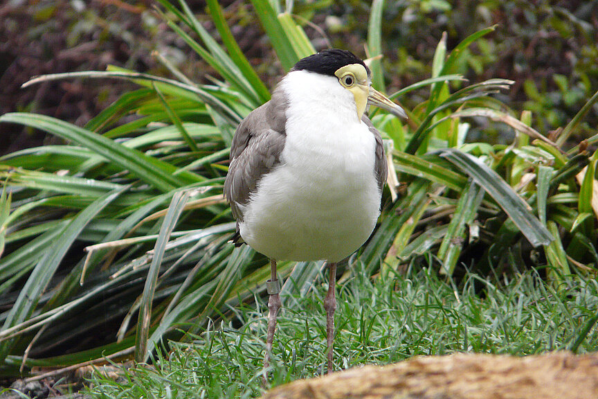Masked Lapwings: Meet them at Zoo Leipzig!
