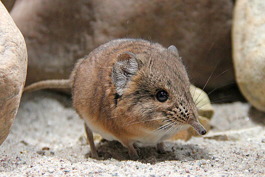 Short-Eared Elephant Shrews: Meet them at Zoo Leipzig!