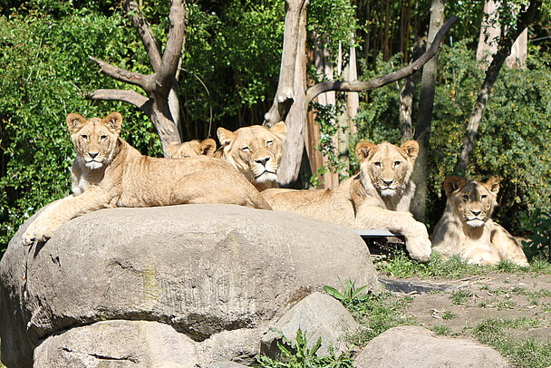 Willkommen im Zoo Leipzig | Der Natur auf der Spur.