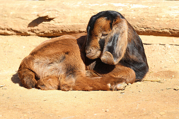 The Damara Goat is waiting for you at Zoo Leipzig!