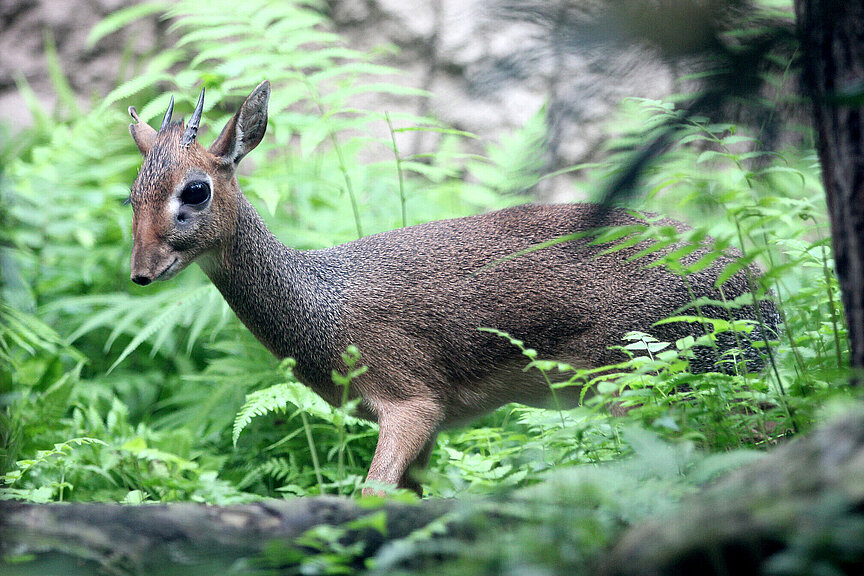 Kirk’s Dik-Diks: Meet them at Zoo Leipzig!