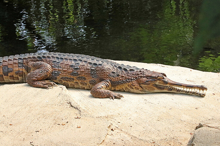 Sunda Gharials: Meet them at Zoo Leipzig!