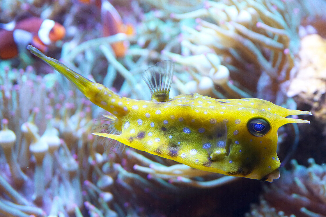 Kuhkofferfisch | Zoo Leipzig
