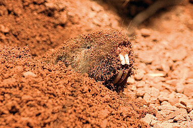 The Ansell´s mole-rat is waiting for you at Zoo Leipzig!