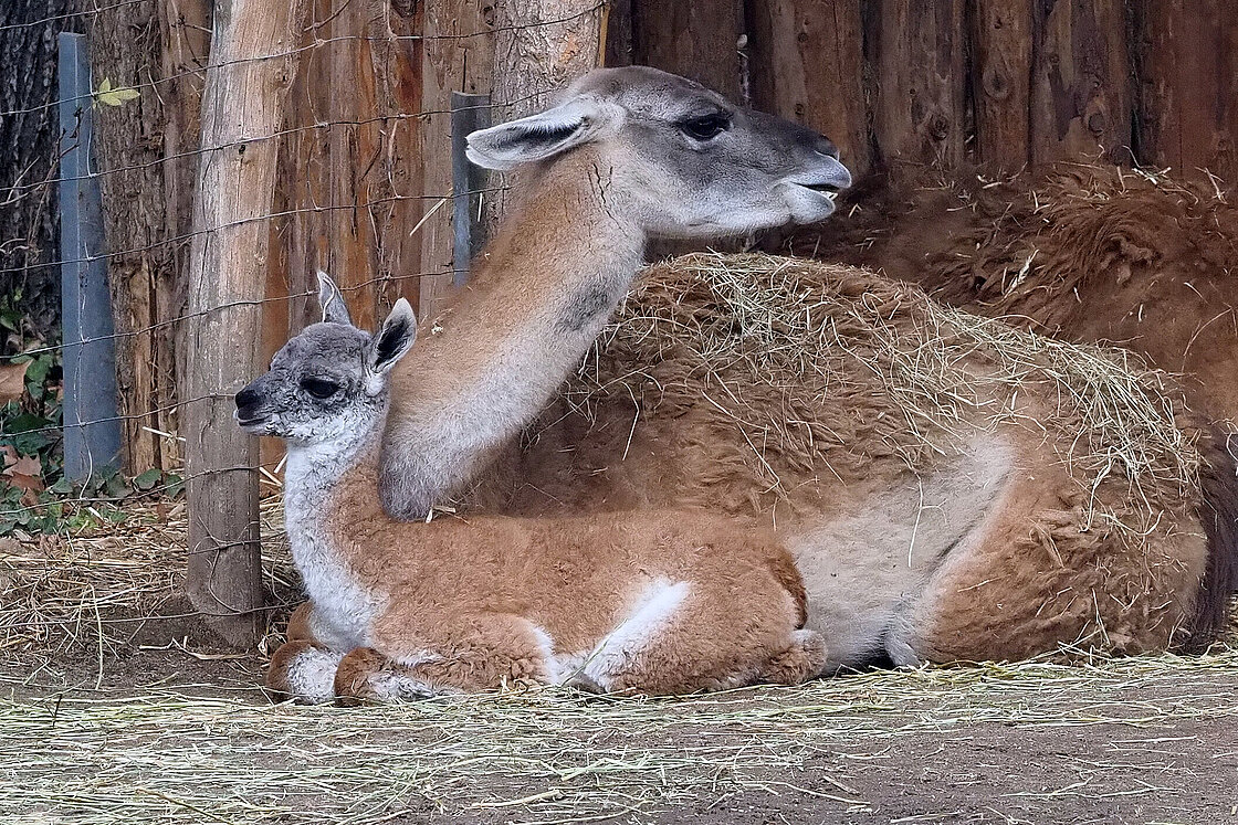 Flauschiger Nachwuchs bei den Guanakos | Zoo Leipzig