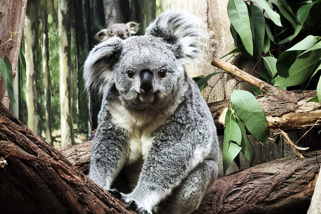Zoo Leipzig Koalas